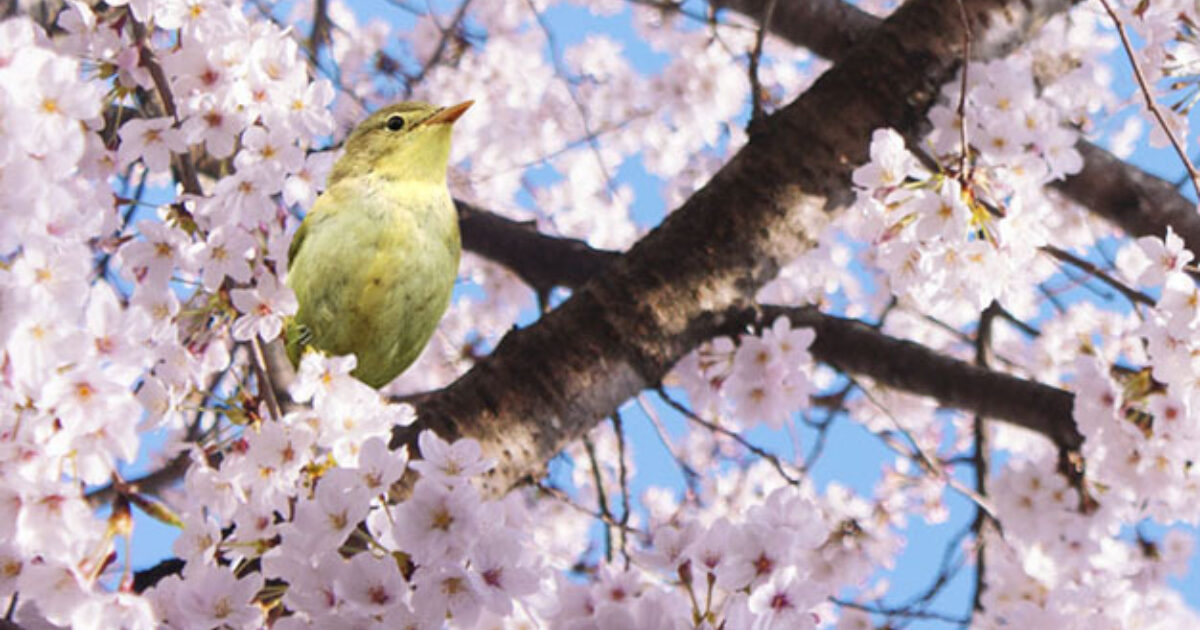 Good Spa Guide | Fancy a Nightingale Dropping Facial? We did!